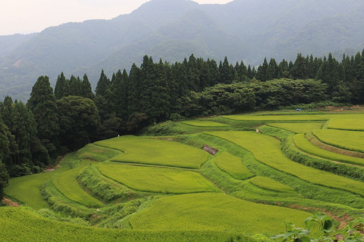 棚田1/100 | GANREF