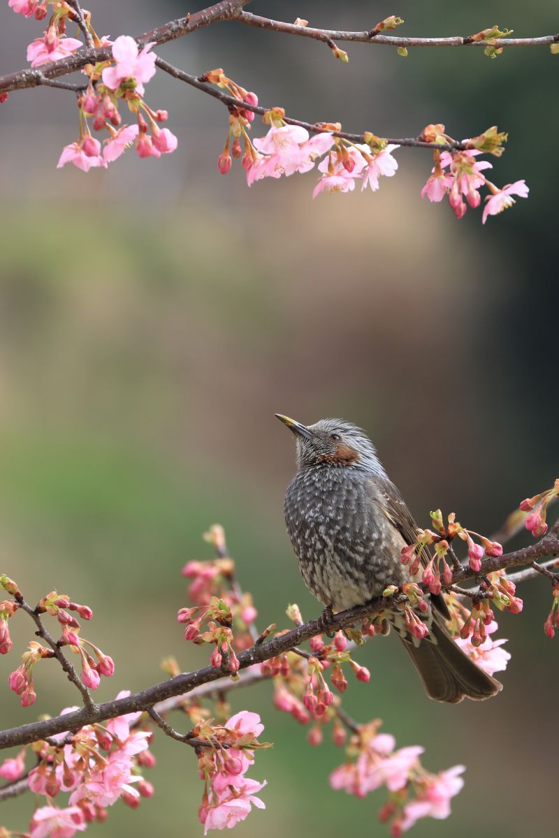 春を感じて | GANREF