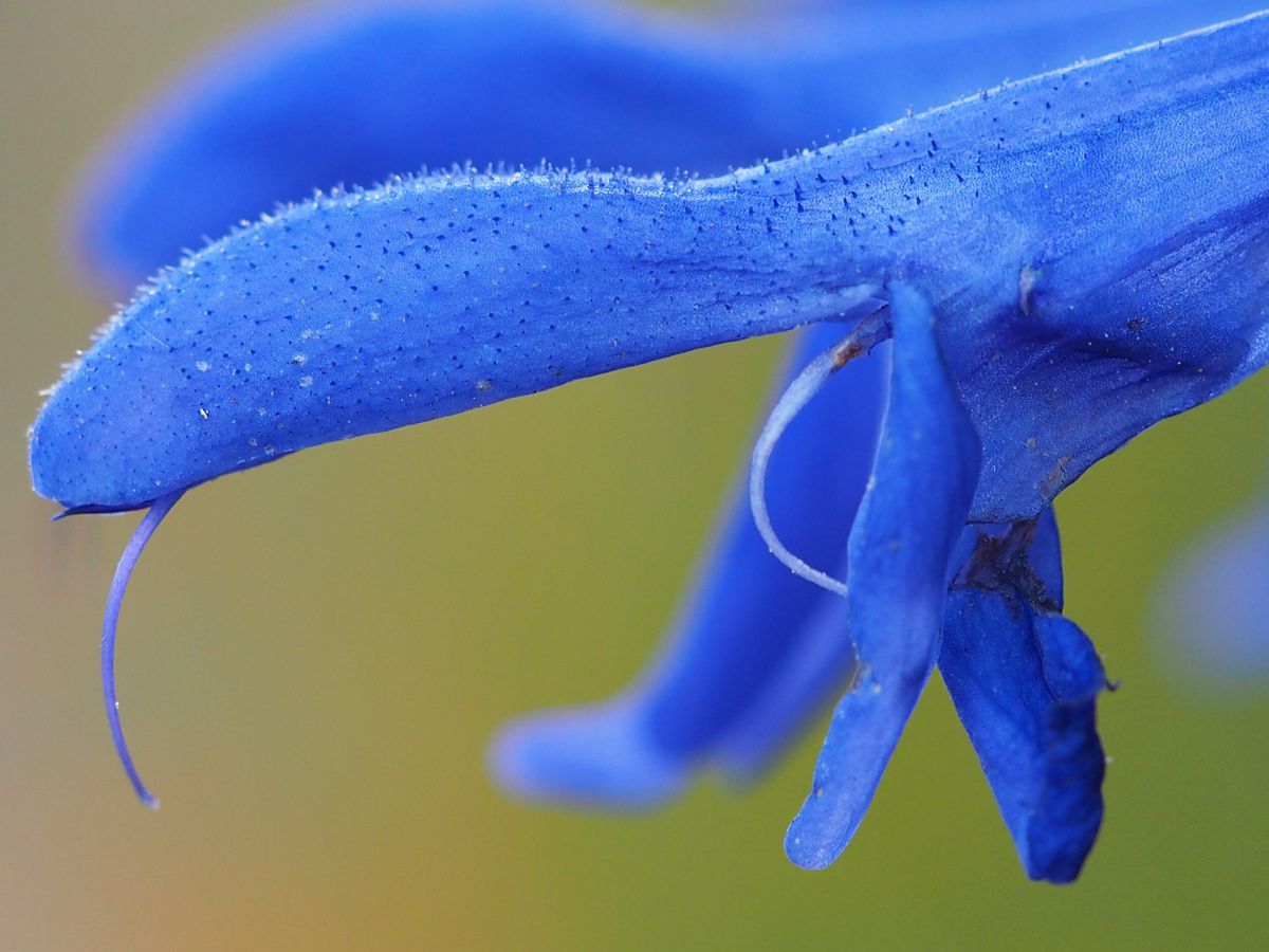 60mm macro try shot 2 | GANREF