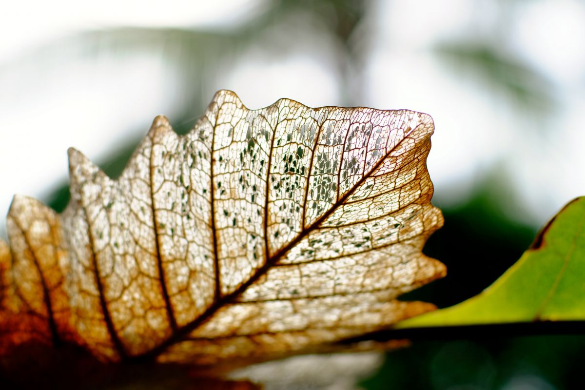 Alegre Beach Resort | GANREF