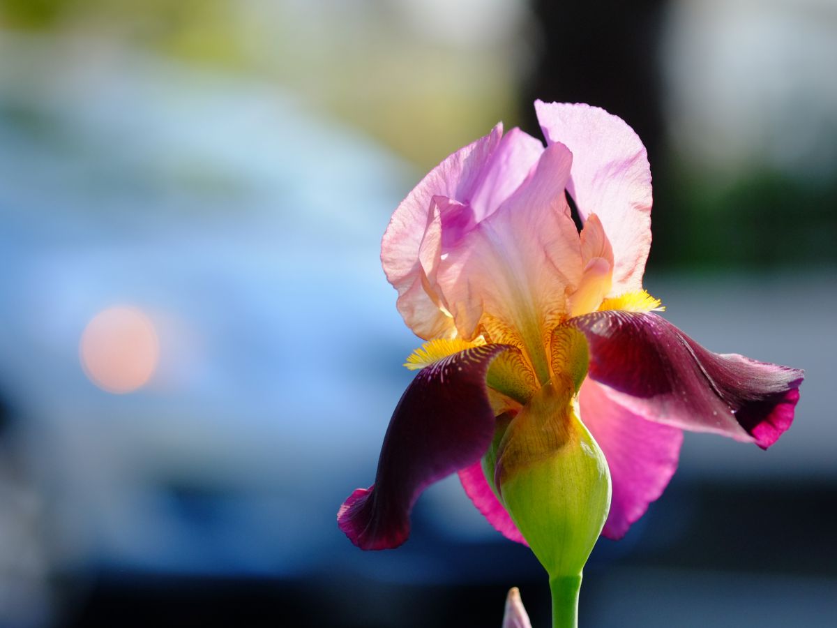 Iris sanguinea | GANREF