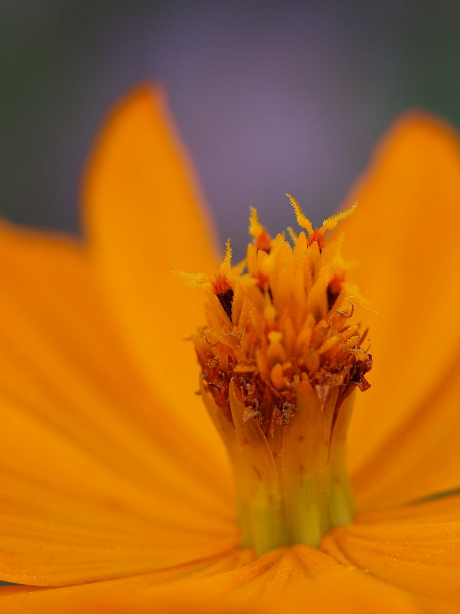 60mm macro shot try | GANREF