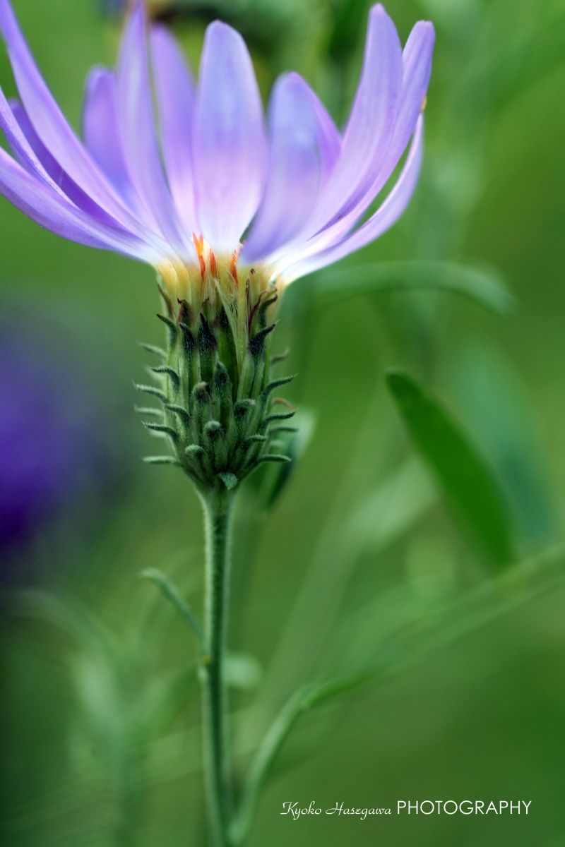 ひとりごと | GANREF