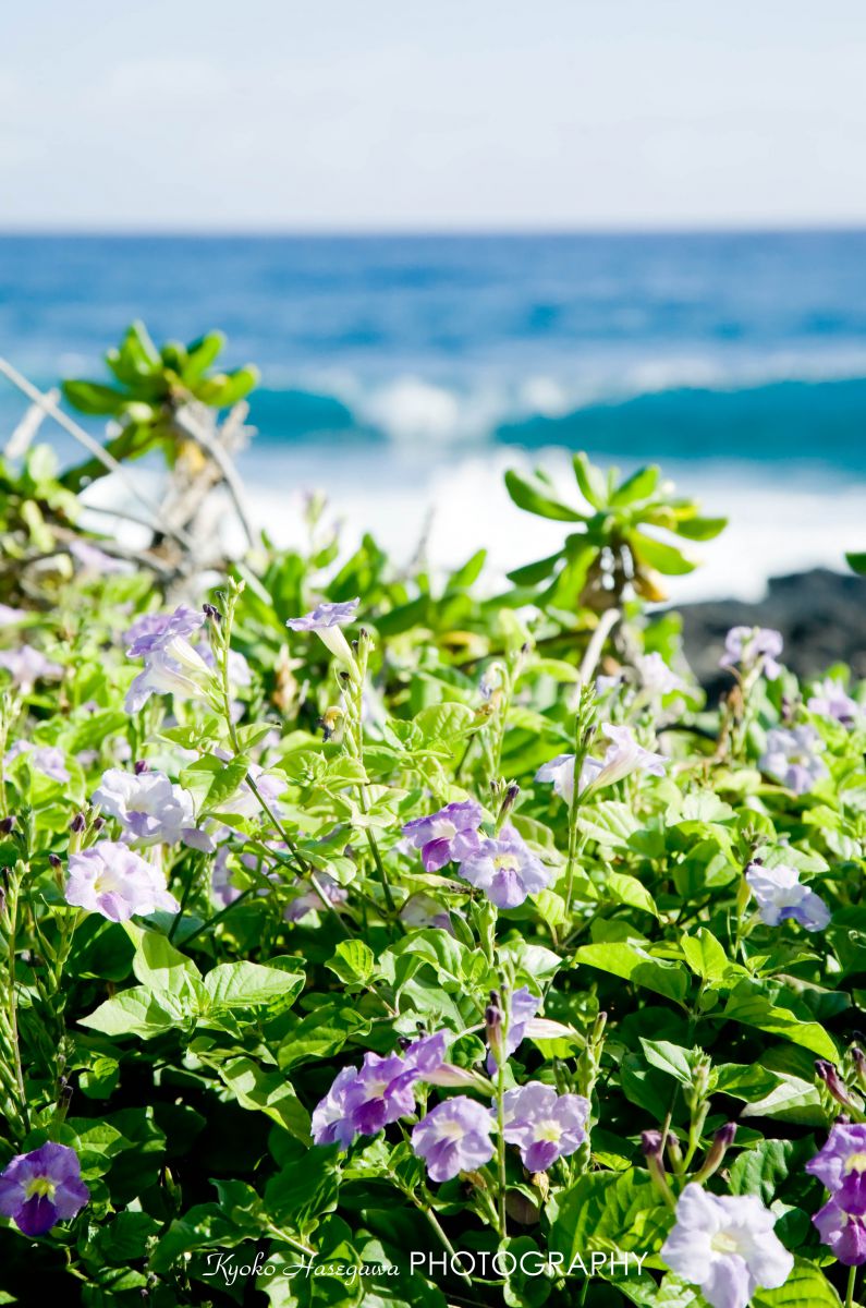 ひっそりと | GANREF