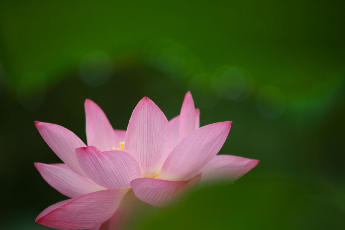 Cache-cache | GANREF