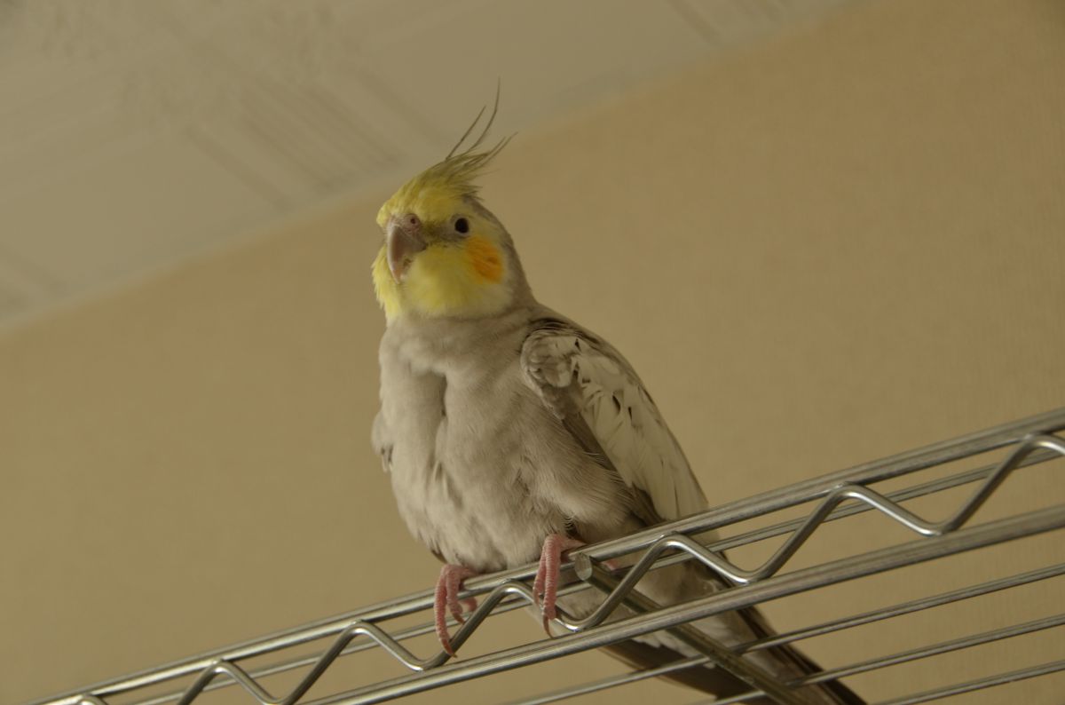 今日のゴハンは何かなぁ……。 | GANREF