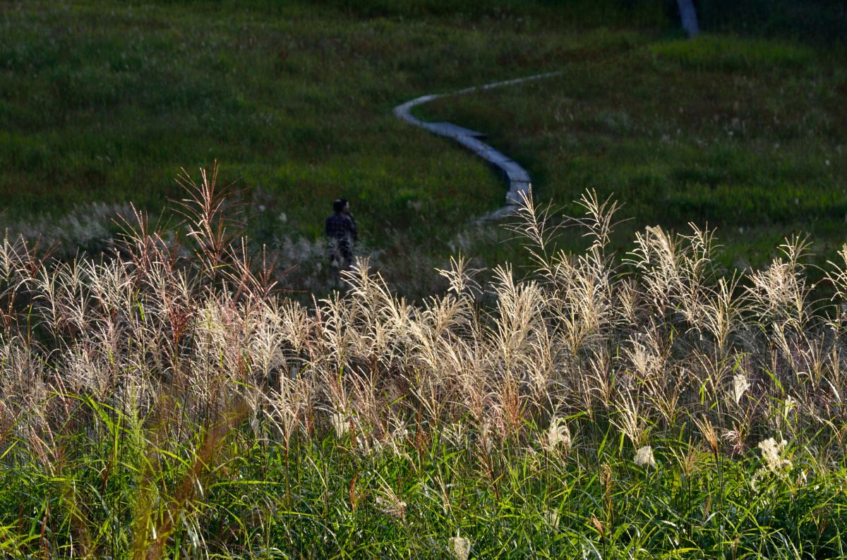 ススキ輝く | GANREF