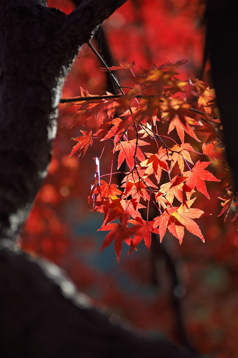 秋色の星を望む | GANREF