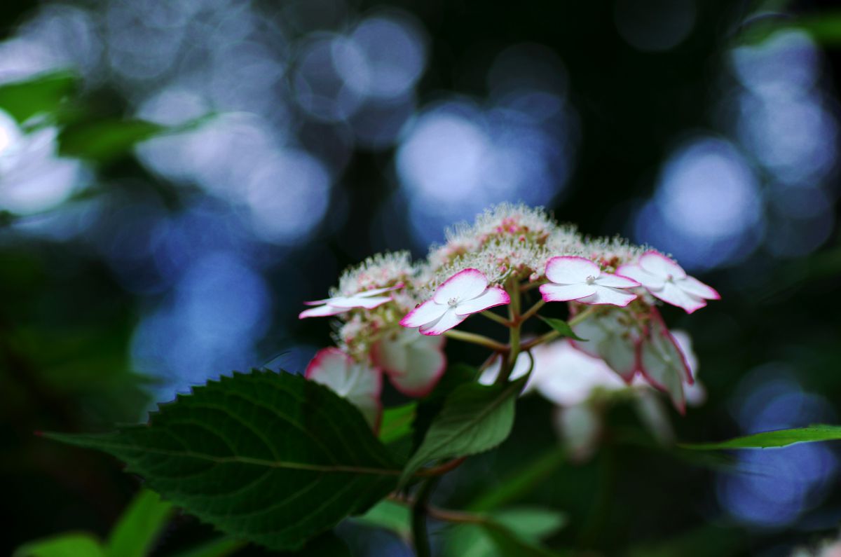 森のチアガール | GANREF