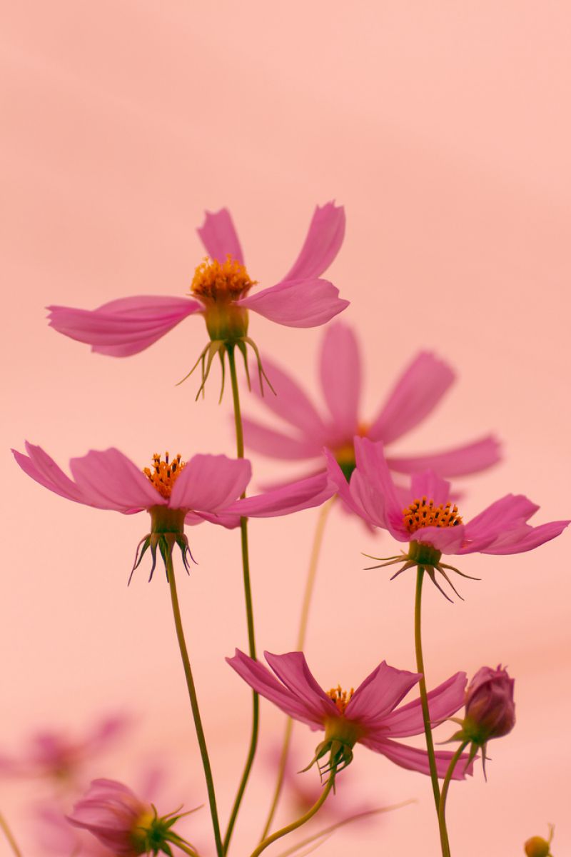 夕空に舞う | GANREF