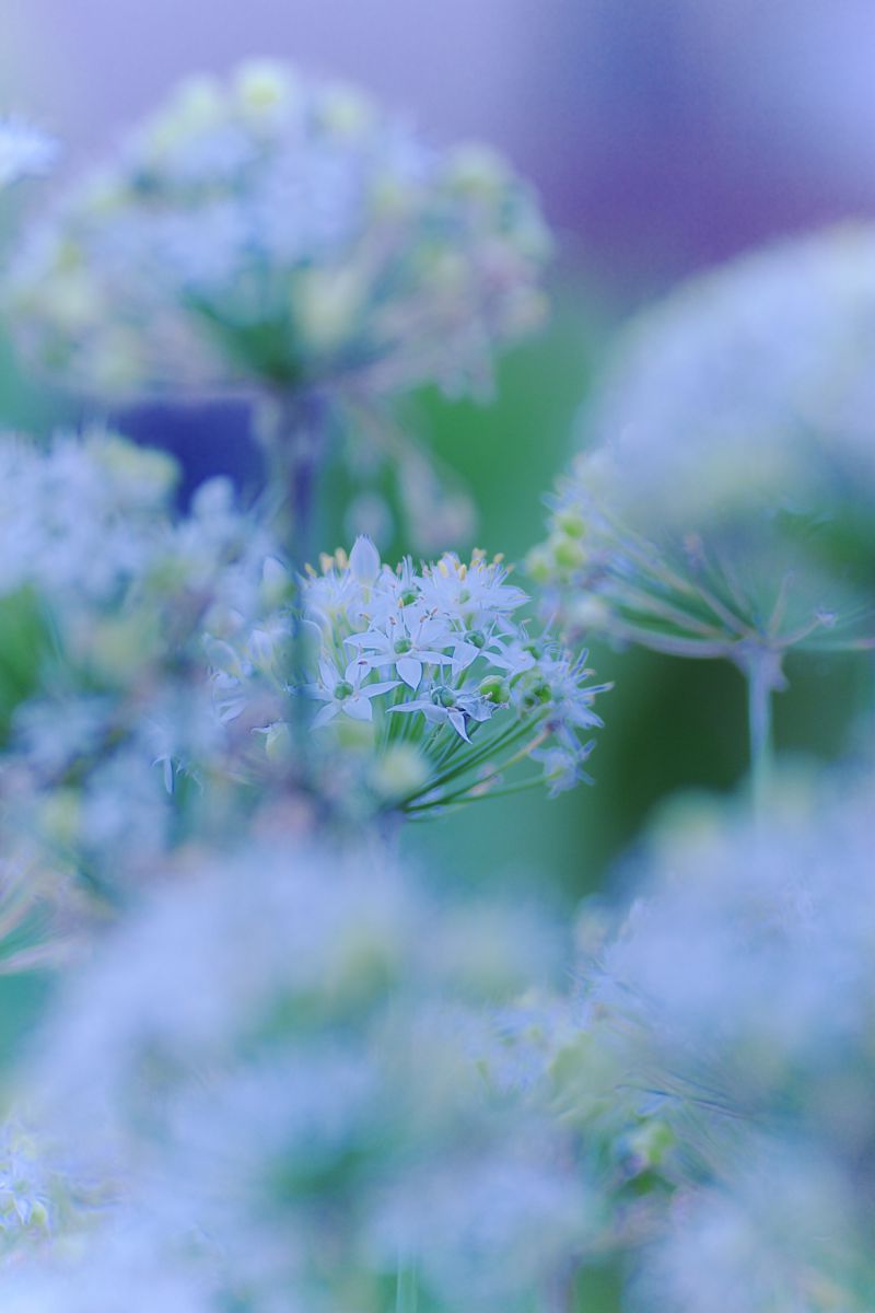 あの子はだあれ | GANREF