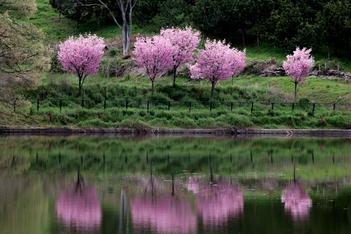 ショッキングPINK | GANREF