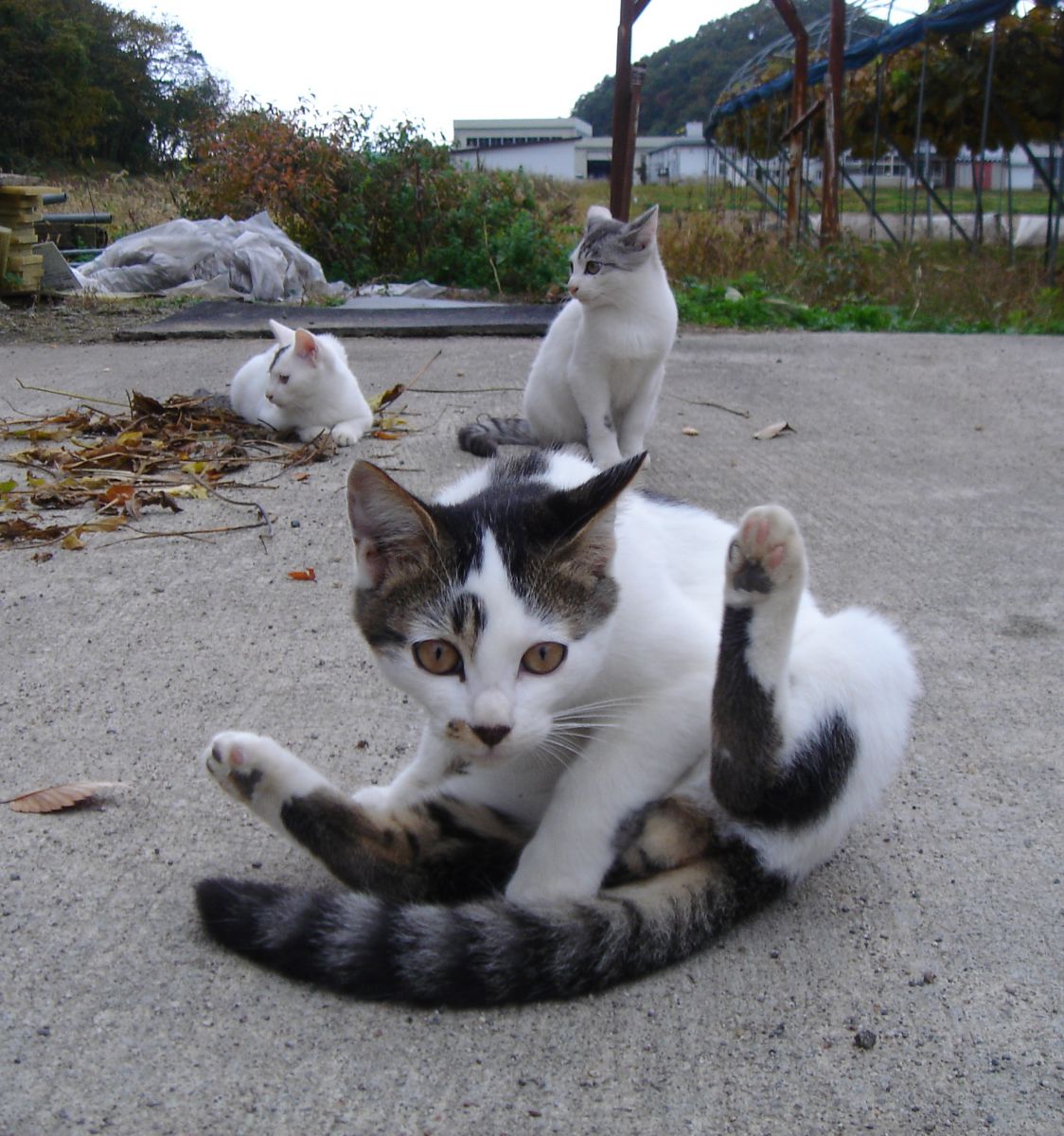 にゃんか用？ | GANREF