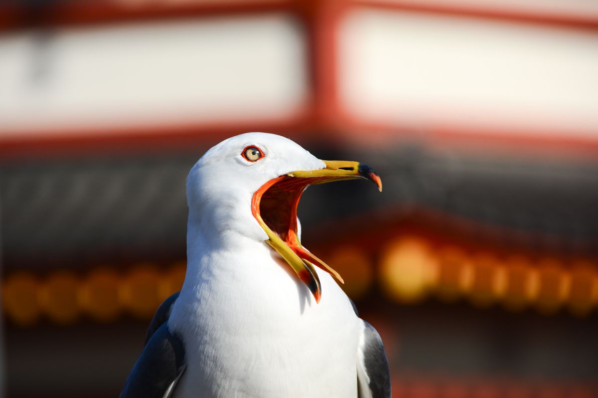 over reaction | GANREF