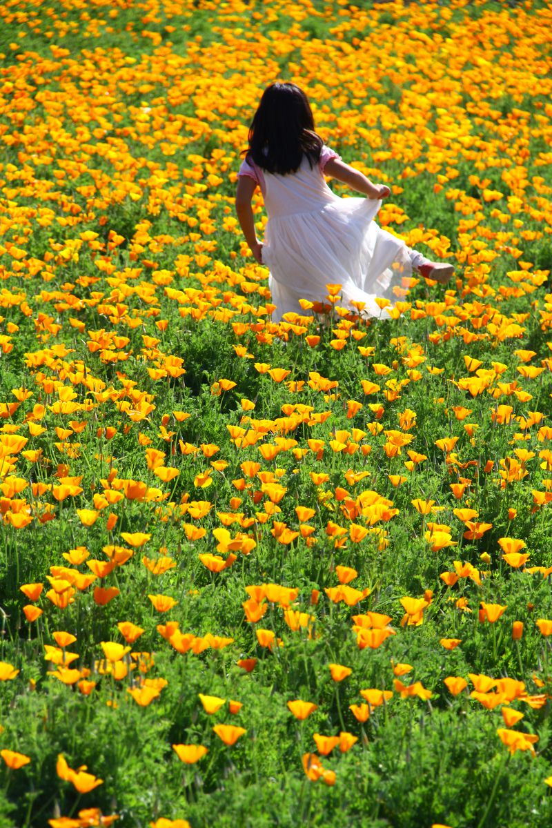 妖精の真実 | GANREF