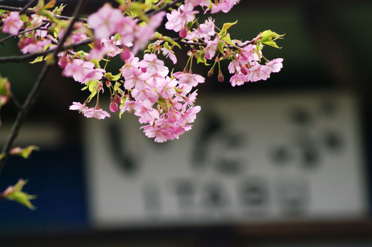 撮り鉄気分で | GANREF