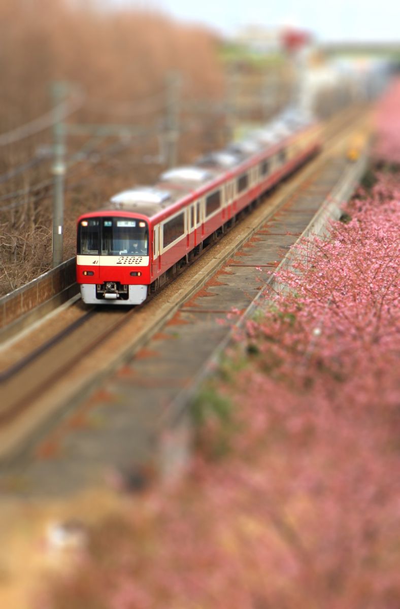 河津桜と通勤電車 | GANREF