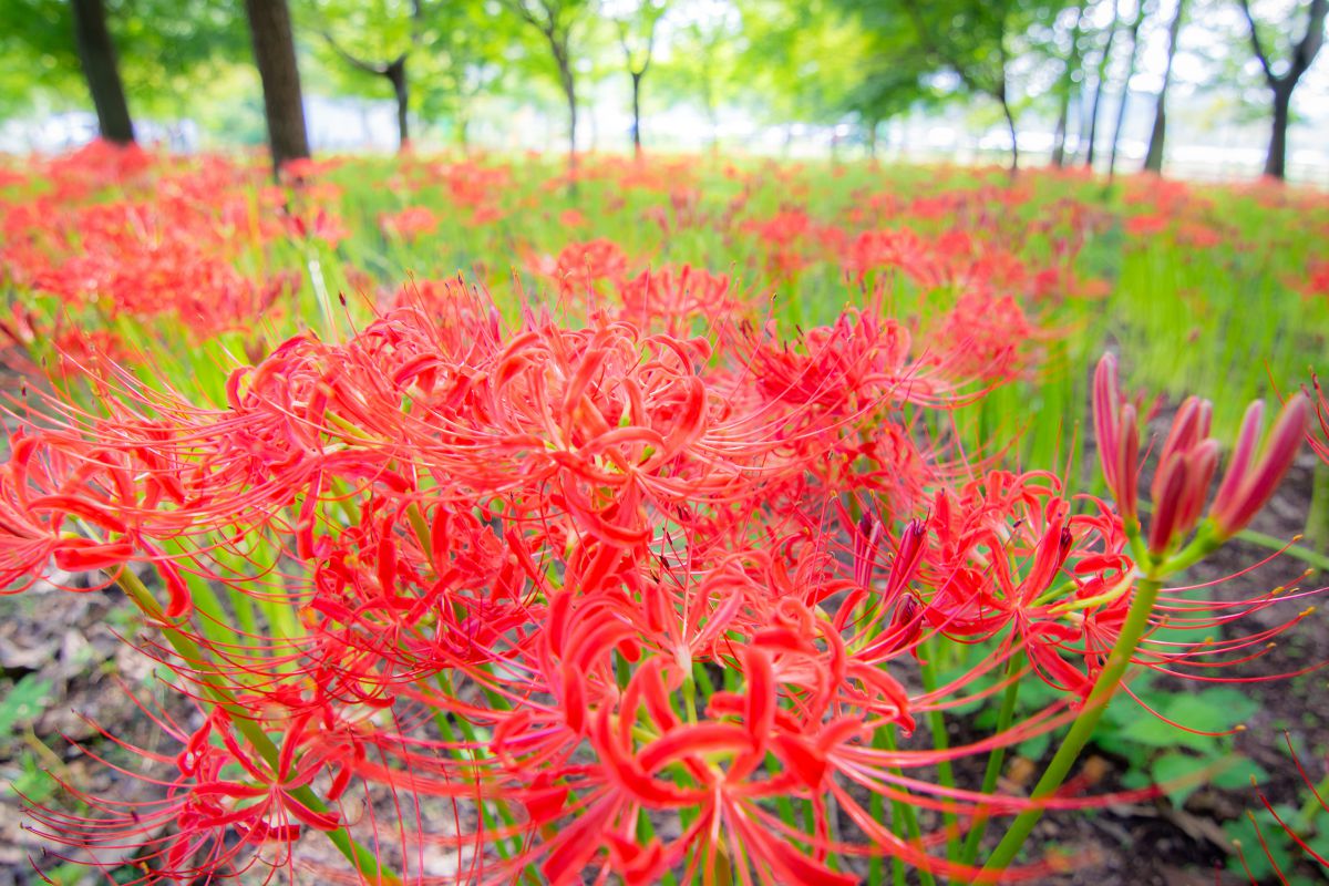 陽射しの中で | GANREF