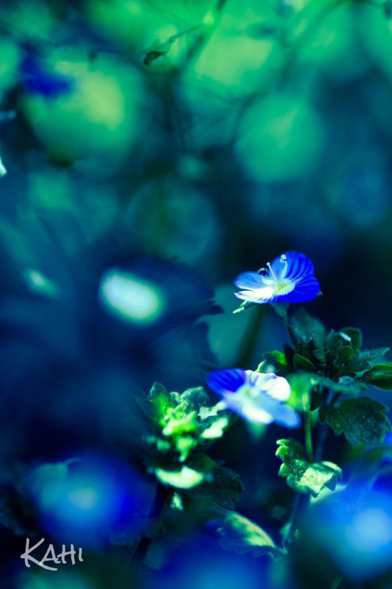 地上の星 | GANREF