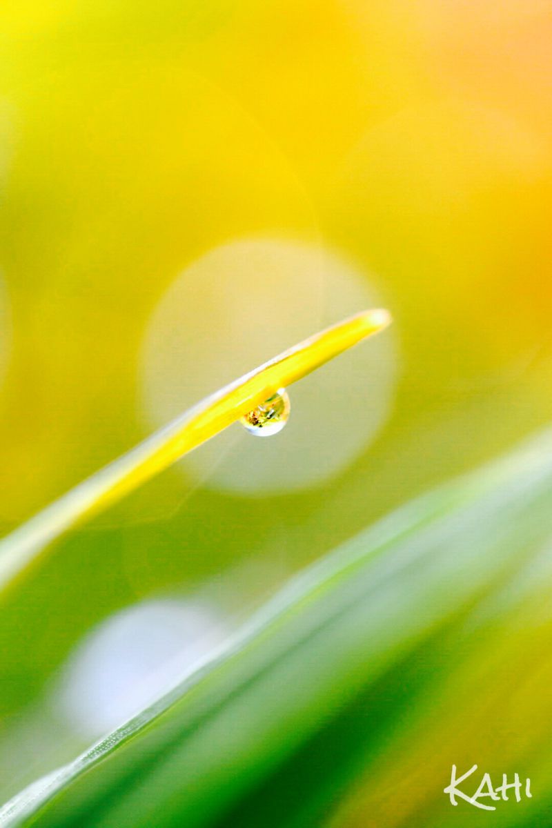 Morning dew | GANREF