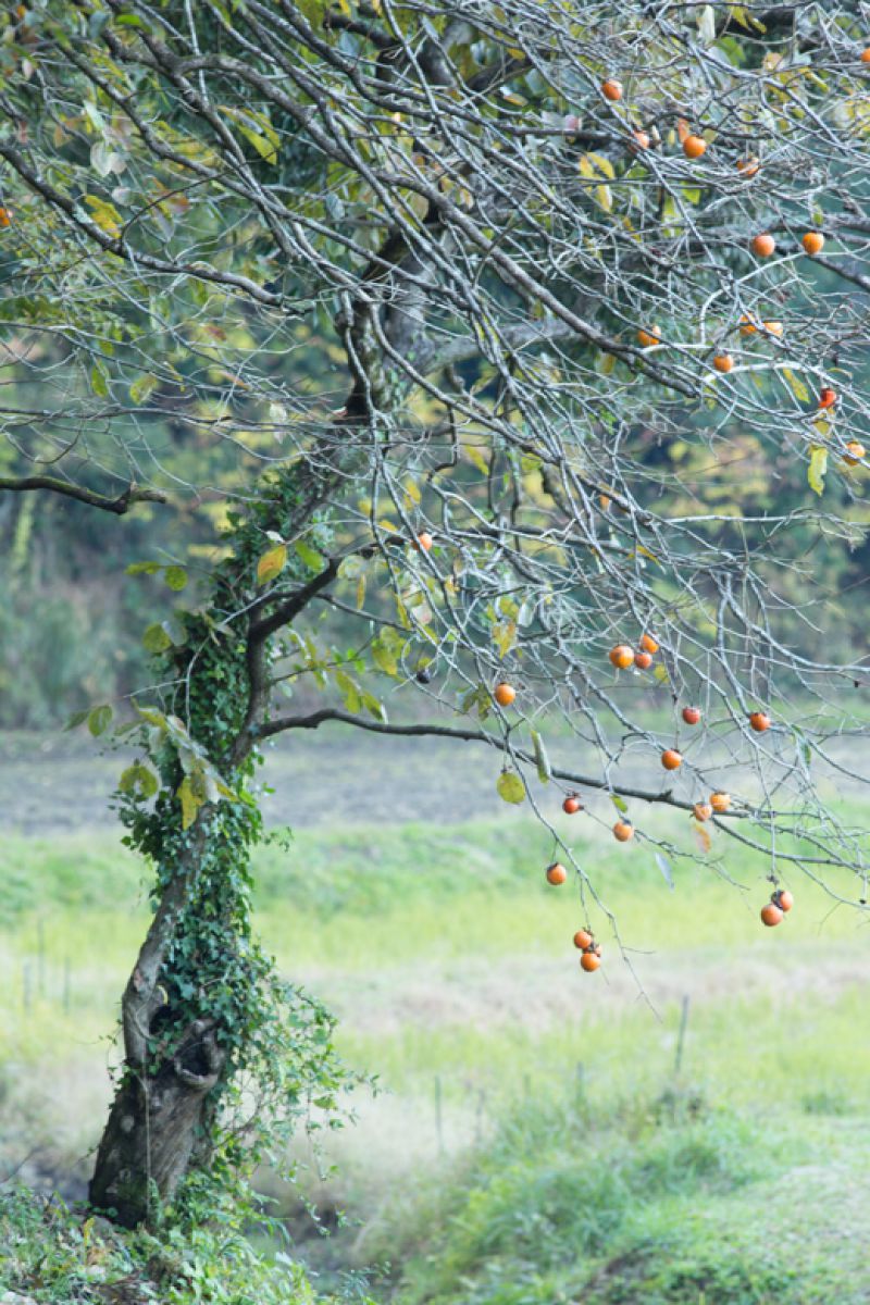 ひっそりと柿 | GANREF