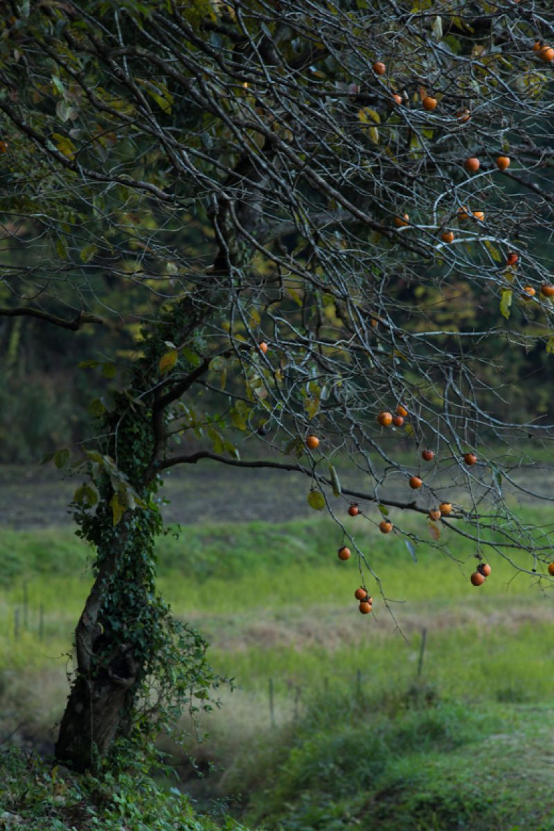 ひっそりと柿2 | GANREF