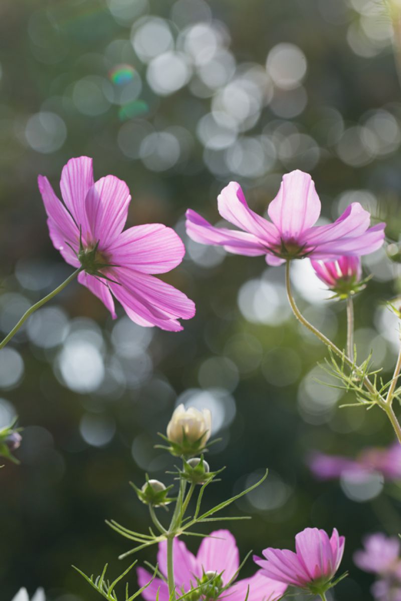 光りの中でささやいて | GANREF