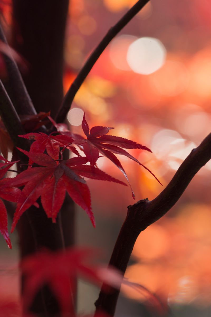 燃えて萌えて | GANREF