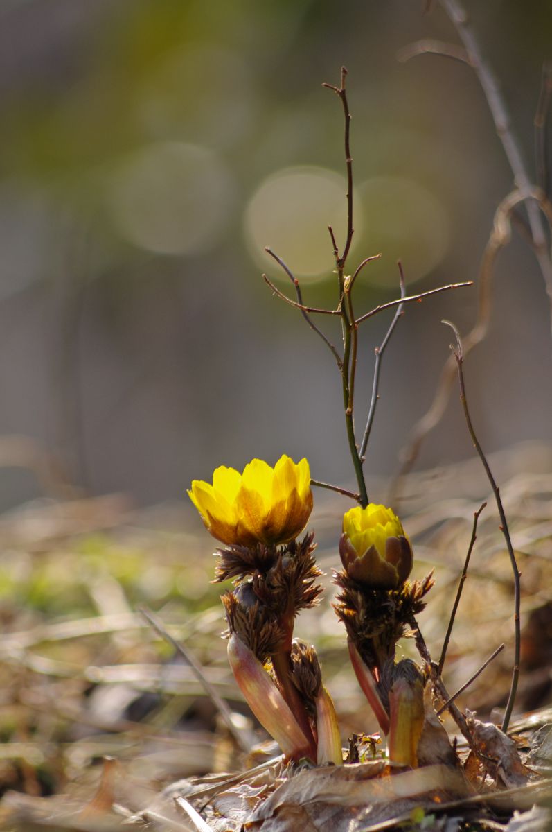 Step by step | GANREF