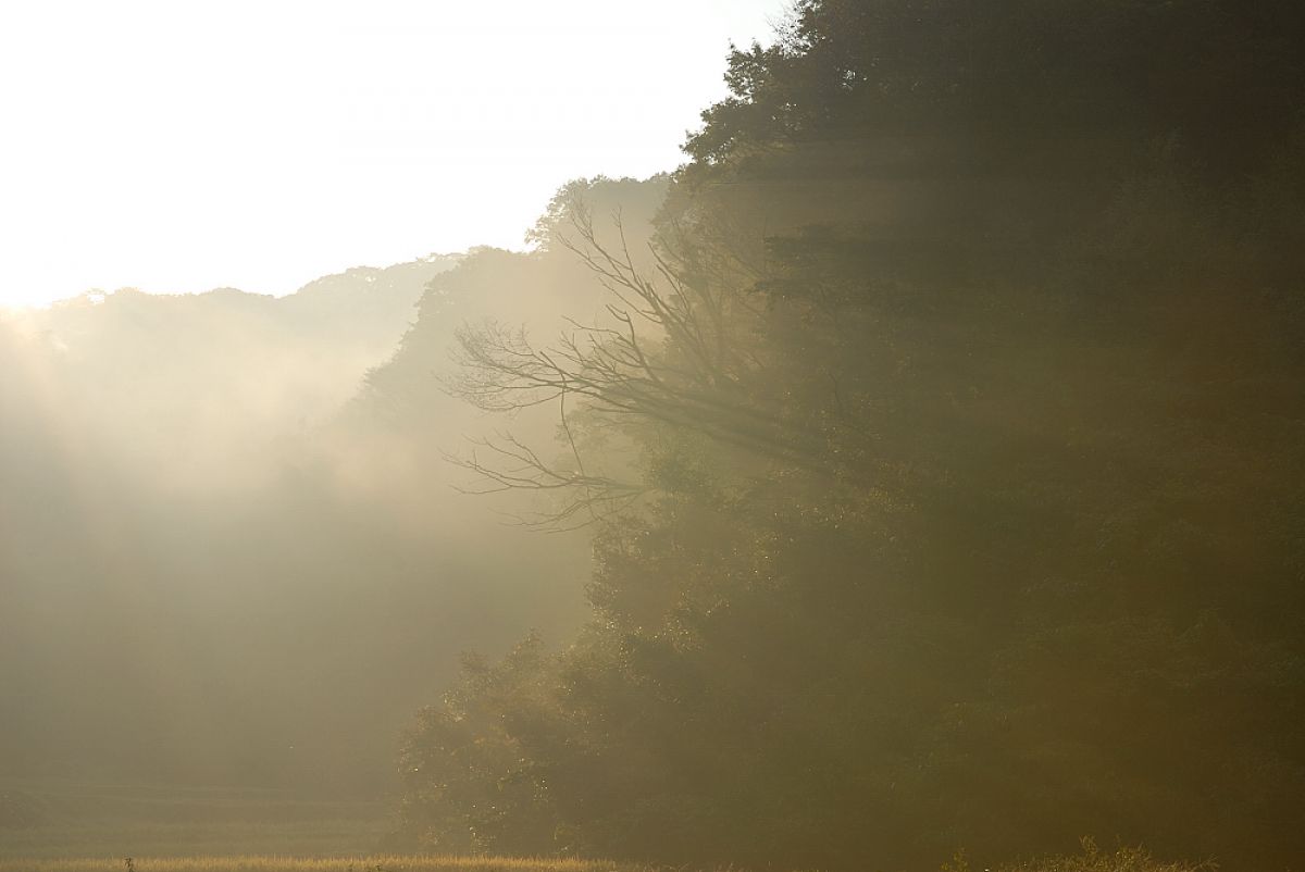 morning sun | GANREF