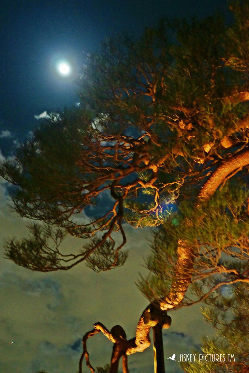 Summicron 50mm f2.0 | GANREF