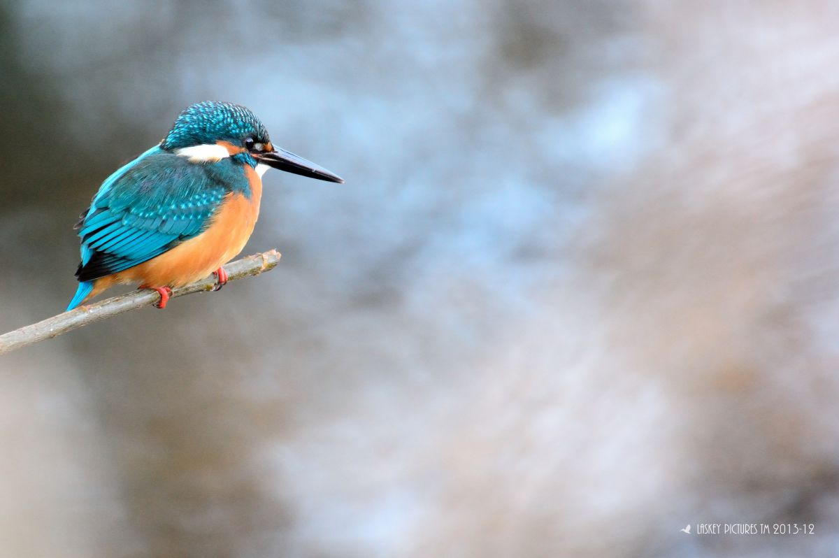 in the space | GANREF