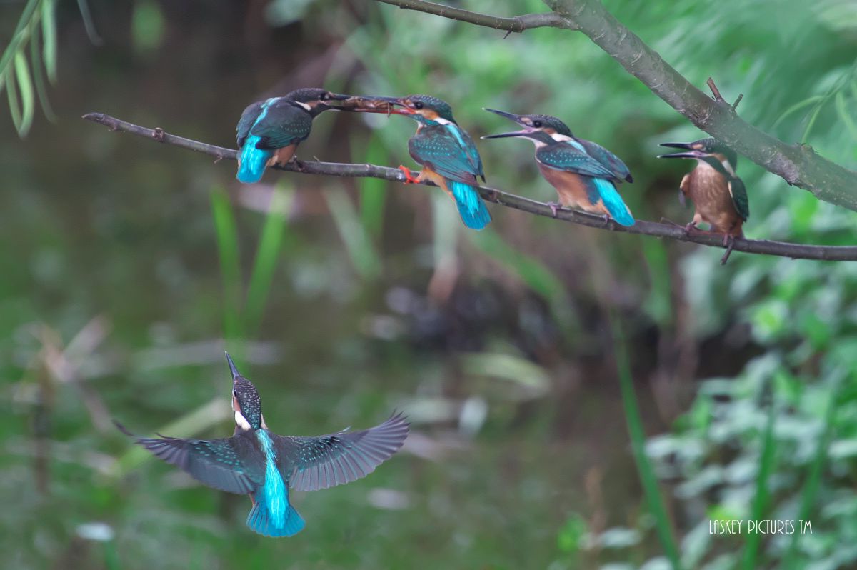 ヒナチャンズ2015 | GANREF