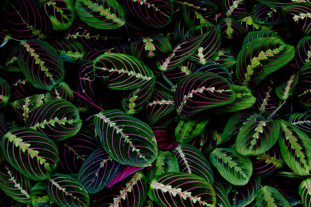 Foliage plant | GANREF