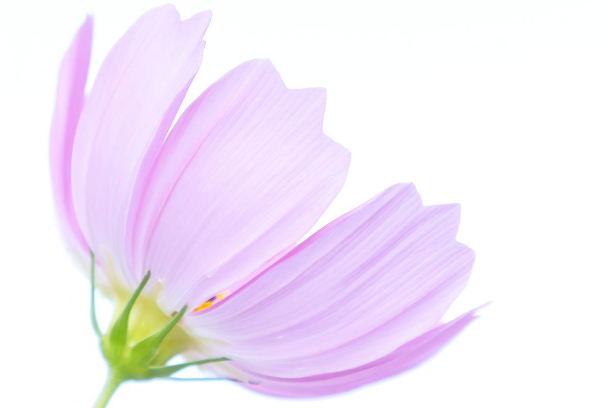 桃色と白昼夢 | GANREF