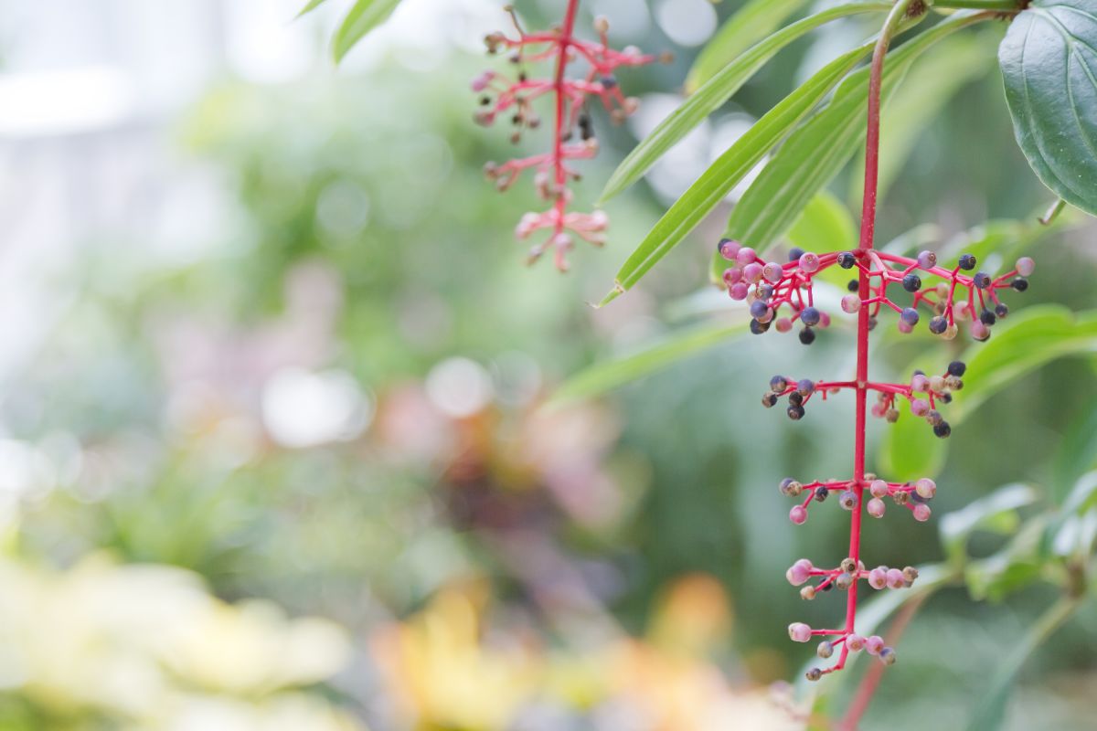 In the greenhouse | GANREF