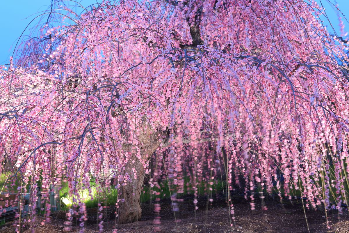 Twilight しだれ梅 | GANREF