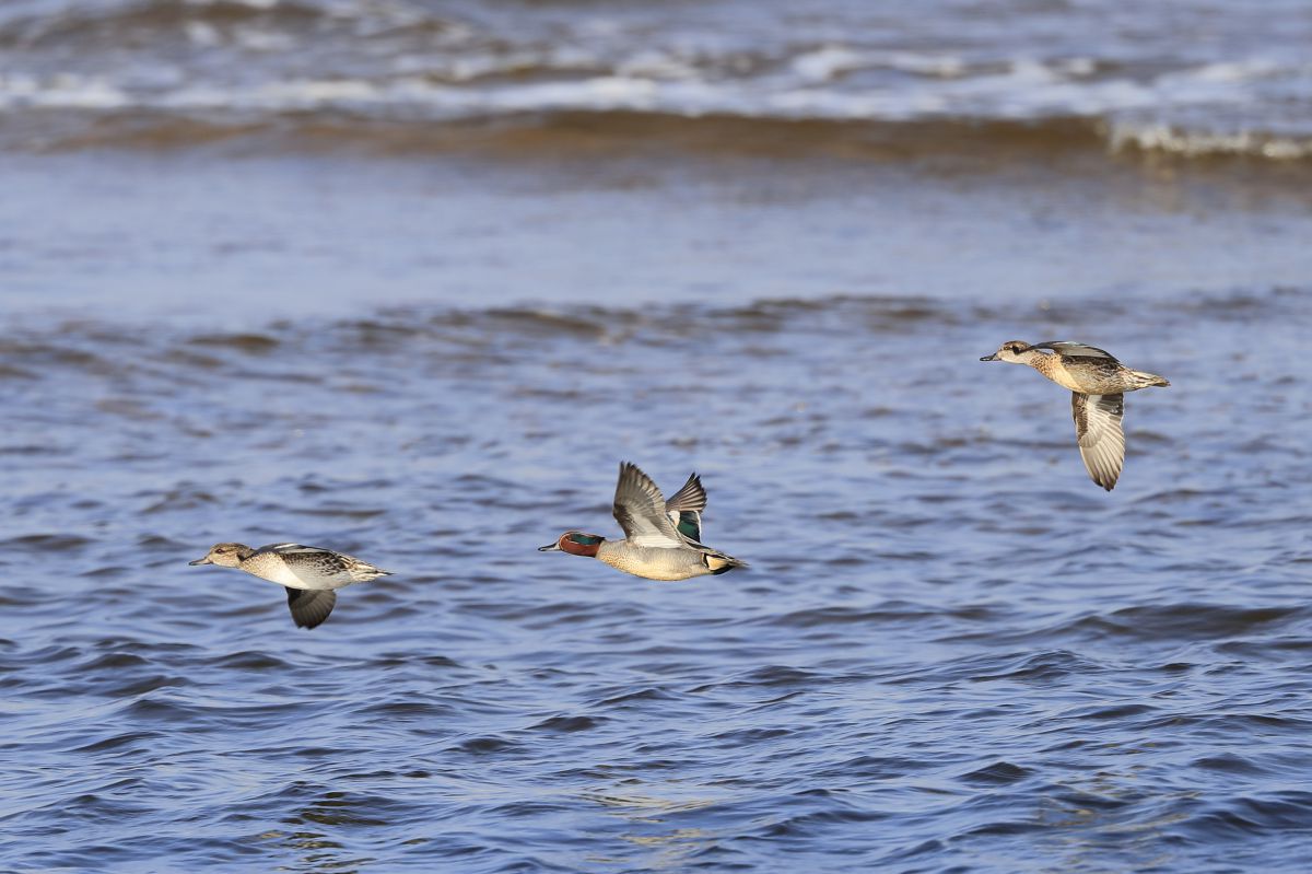 flying ducks | GANREF