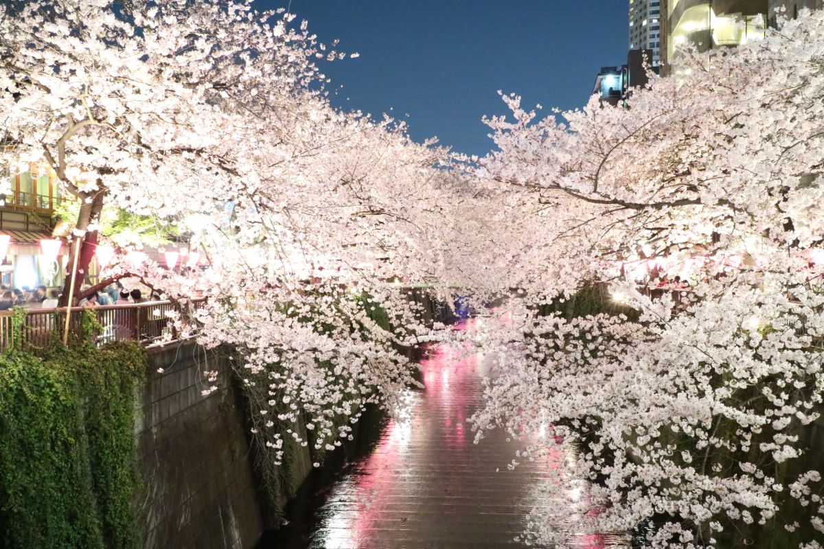 満開目黒川 by EOS M3 | GANREF