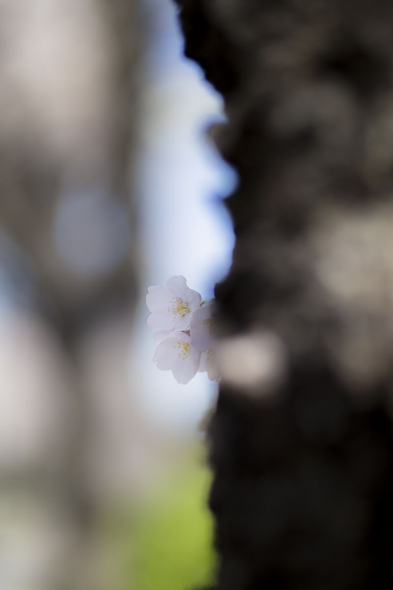 マクロが欲しくなる今日このごろ | GANREF