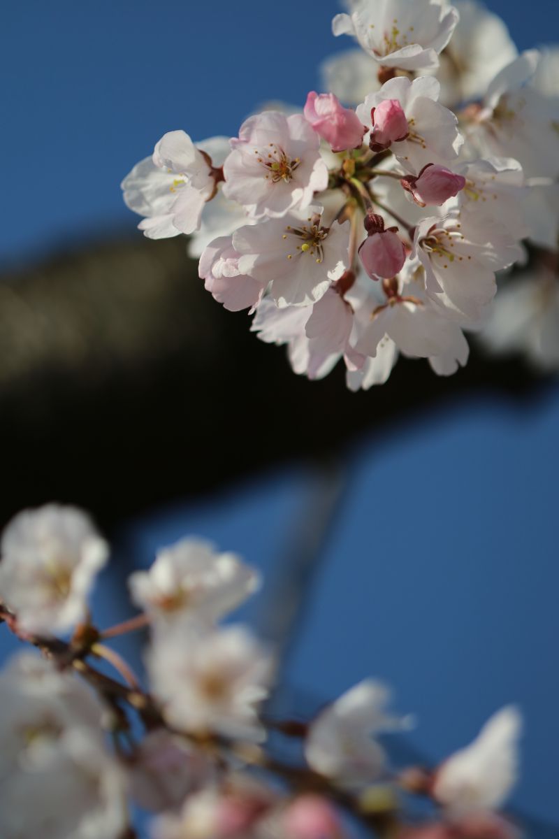 サクラサク by EOS M3 | GANREF