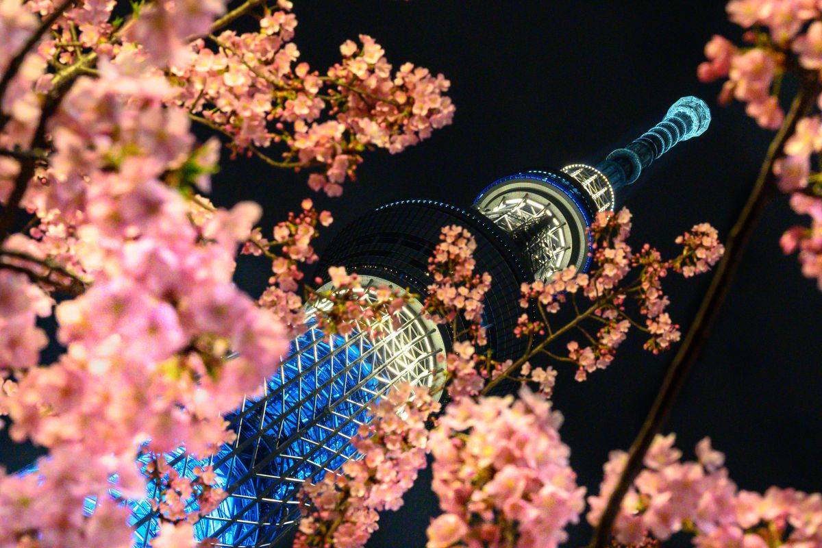 河津桜の頃 Take2 | GANREF