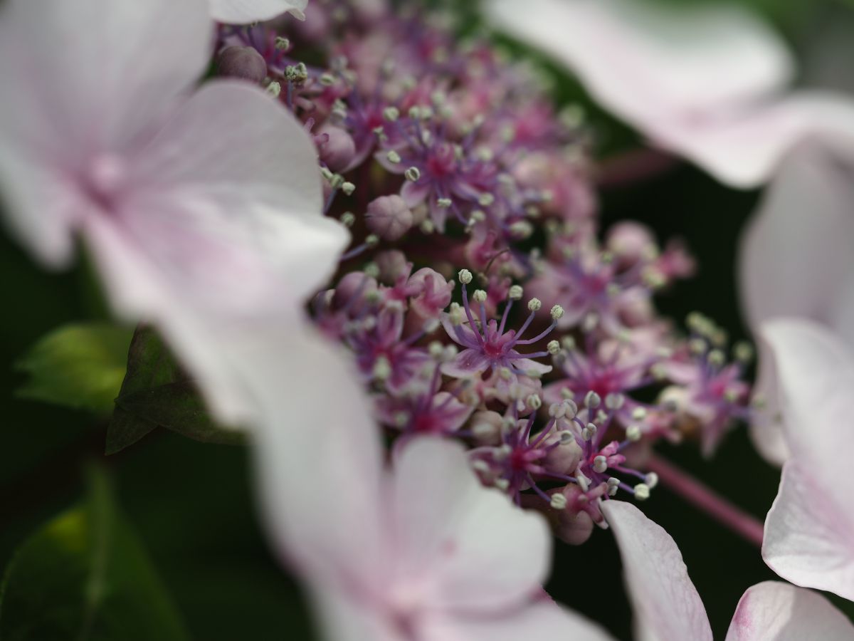 【PEN-Fレビューサンプル】あじさいのお花畑 | GANREF