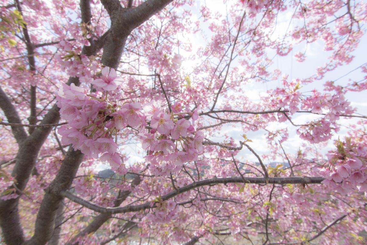 Full Blooming | GANREF