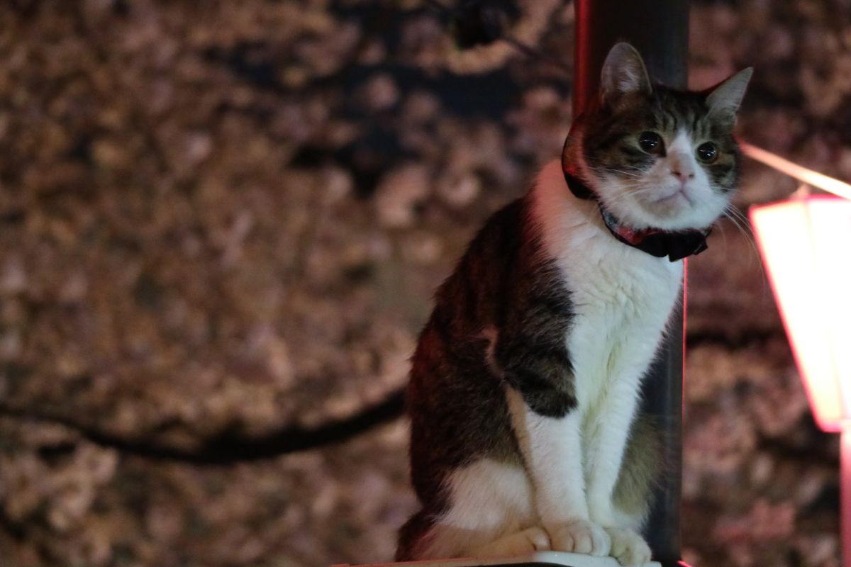 花見猫 by EOS M3 | GANREF