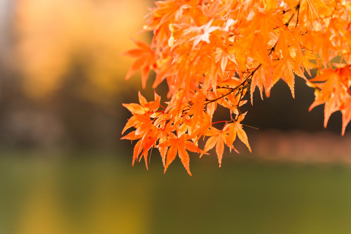 Orange★Range | GANREF