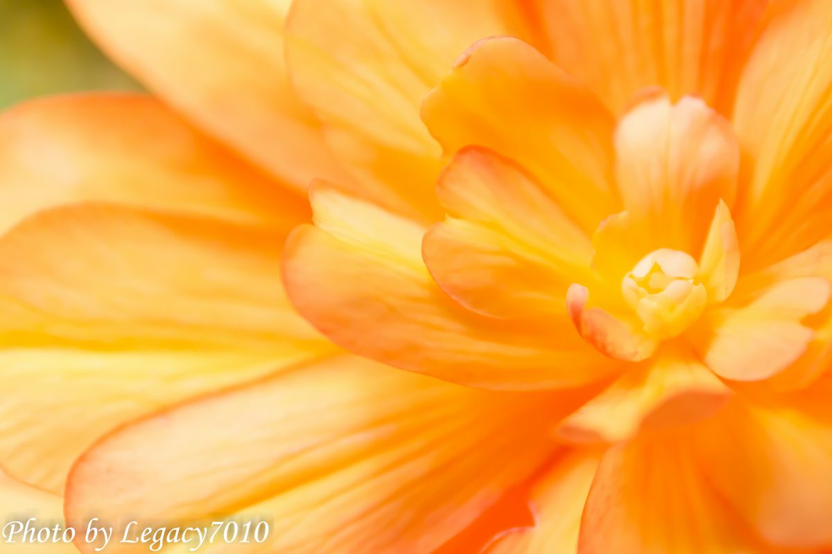 Burning Flower | GANREF