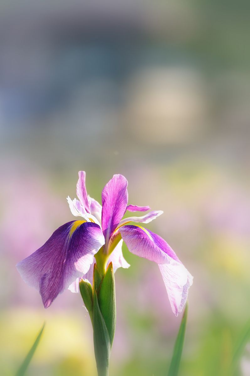 ひとめぼれ | GANREF