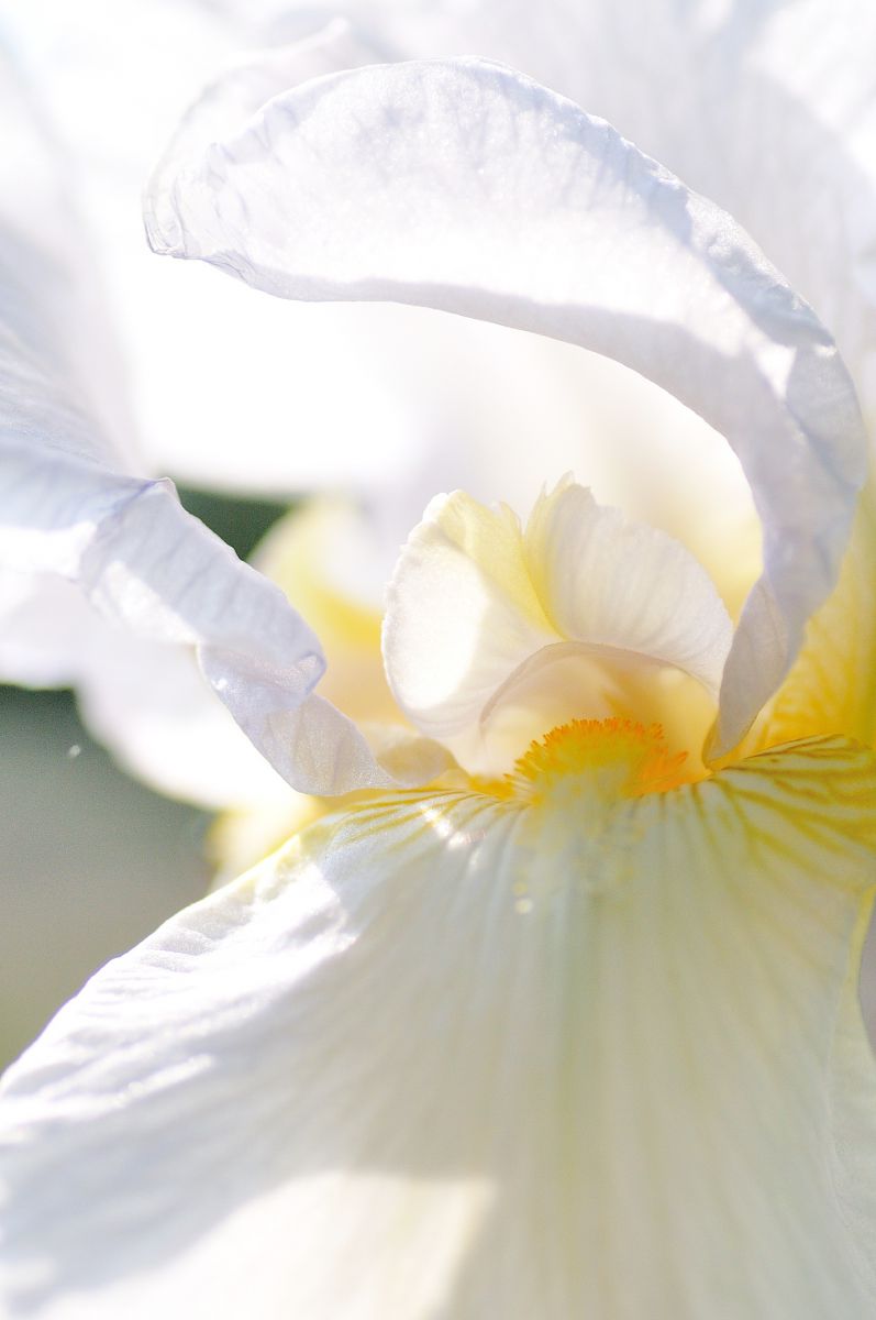 White Balance | GANREF