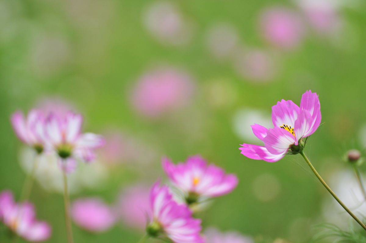 秋色の乙女たち | GANREF